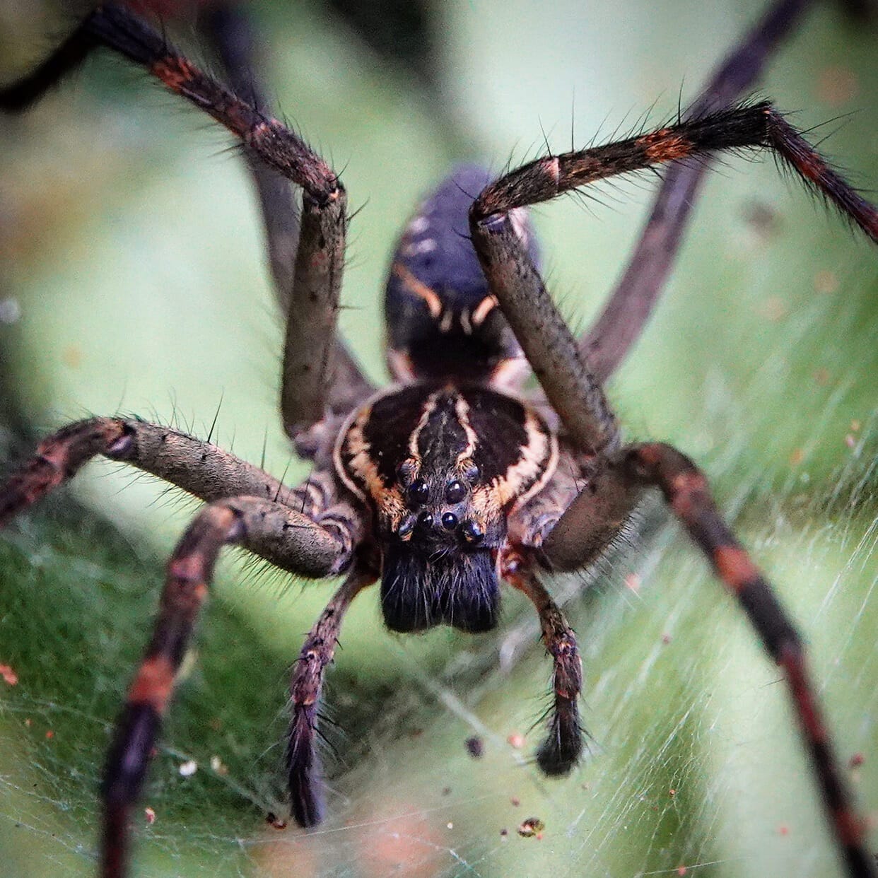 We’ve seen many spiders including multiple tarantulas, but I was only ...