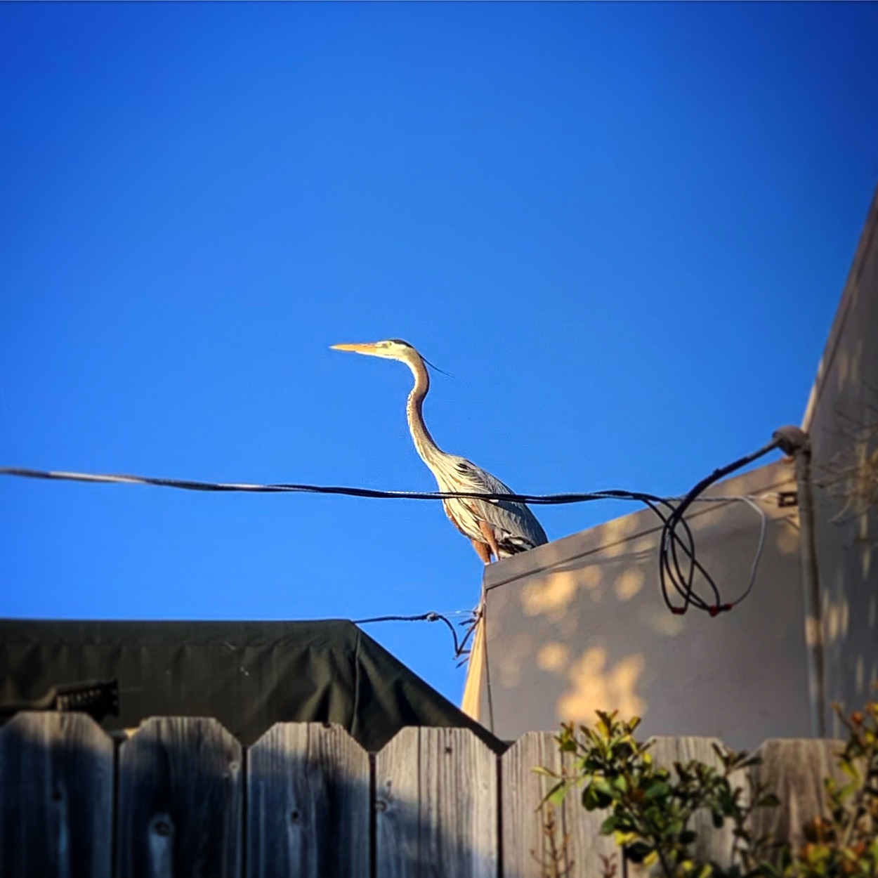 The latest neighborhood wildlife sighting: a heron randomly landed on a ...